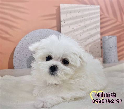 帕菲寵物館／瑪爾濟斯 小白故事 幼犬貓買賣知識分享 合法寵物店