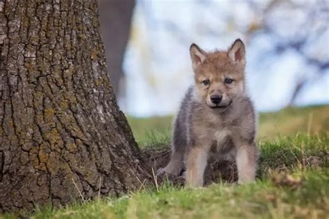 Newborn Gray Wolf Pups