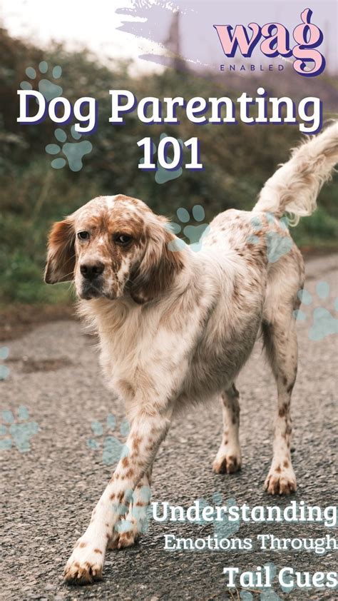 How Dog S Communicate Through Their Tails How To Understand The Meaning