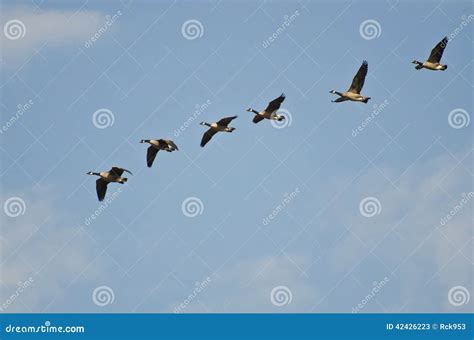 Flock Of Canada Geese Stock Image Image Of White Bird 42426223