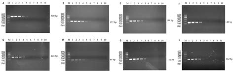 Foods Free Full Text The Detection Of Foodborne Pathogenic Bacteria In Seafood Using A