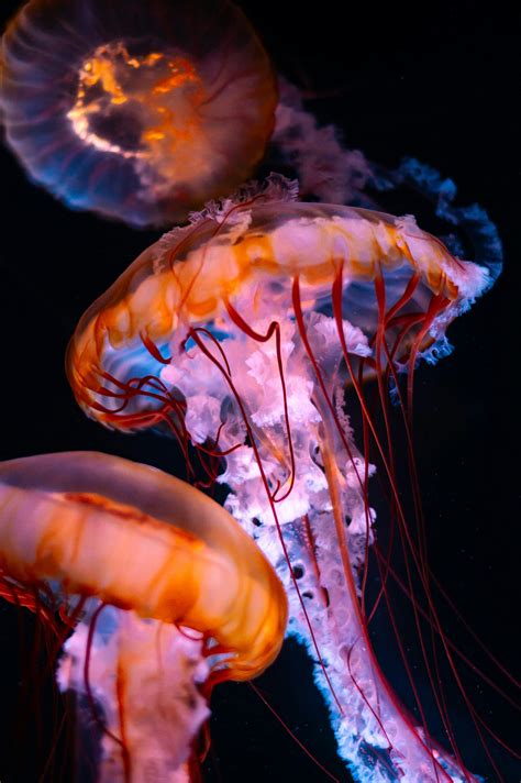 Colorful Jellyfish Photography 500 Jellyfish Pictures Hd Download