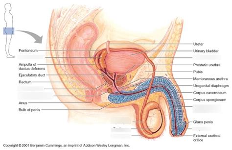 Male Genital Anatomy Diagram Quizlet
