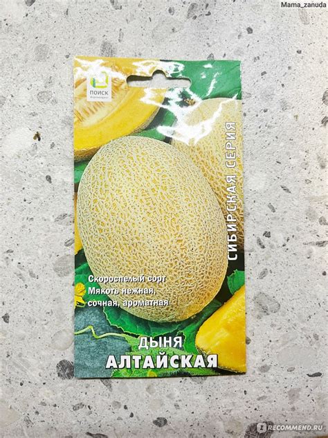 Семена Агрохолдинг «Поиск» Дыня Алтайская - «Выращиваем дыню в Сибири ...