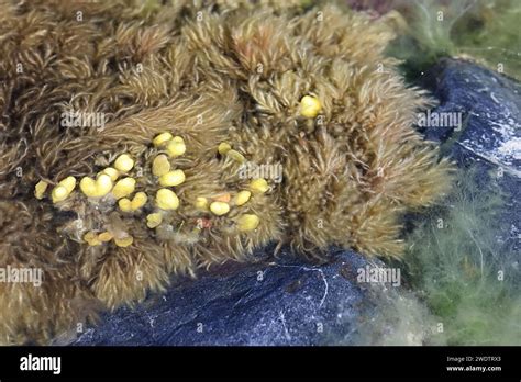 Brown Algae Called Pylaiella Littoralis Growing On Fucus Vesiculosus