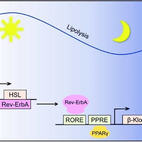 Pdf Circadian Rhythm Of Lipid Metabolism In Health And Disease