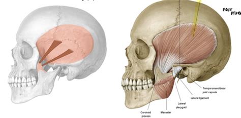 Temporal And Infratemporal Regions Flashcards Quizlet