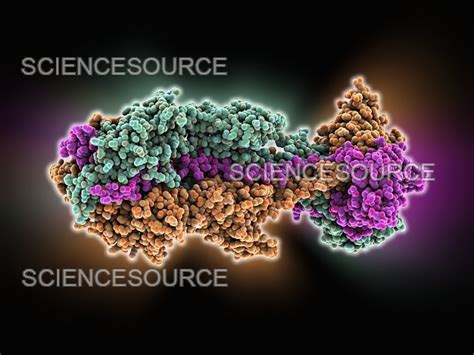 Herpesvirus Surface Protein Molecule Stock Image Science Source Images