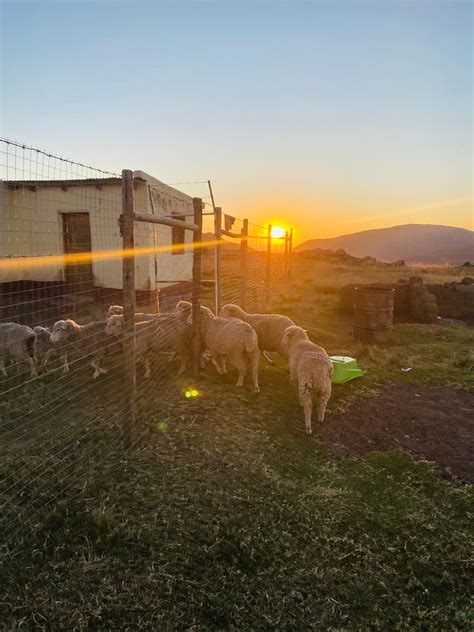 Sinazo L Malangeni Added A New Sinazo L Malangeni