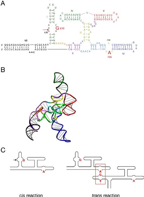 The Vs Ribozyme Sequence And A Possible Cleavage Reaction In Trans