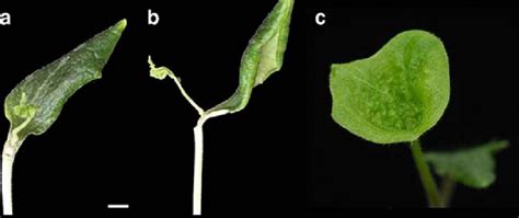 Further Abnormal Plant Development A Frontal And B Lateral Views