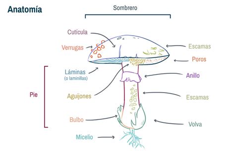 Cómo Dibujar Hongos Guía Para Principiantes Blog Dessindigo