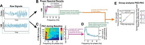 The Functional Role Of Thalamocortical Coupling In The Human Motor