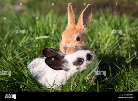Two Baby Bunnies Playing On Green Grass Stock Photo Alamy
