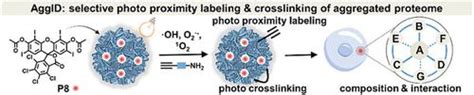A Cell‐permeable Photosensitizer For Selective Proximity Labeling And Crosslinking Of Aggregated