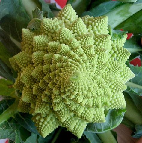 Head Of Romanesco Broccoli Geometry In Nature Fibonacci In Nature