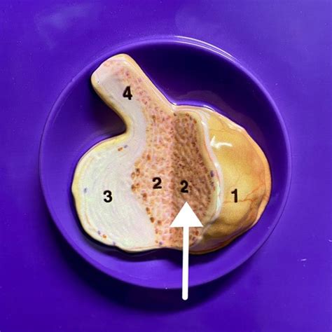 Unit 2 Lab Flashcards Quizlet