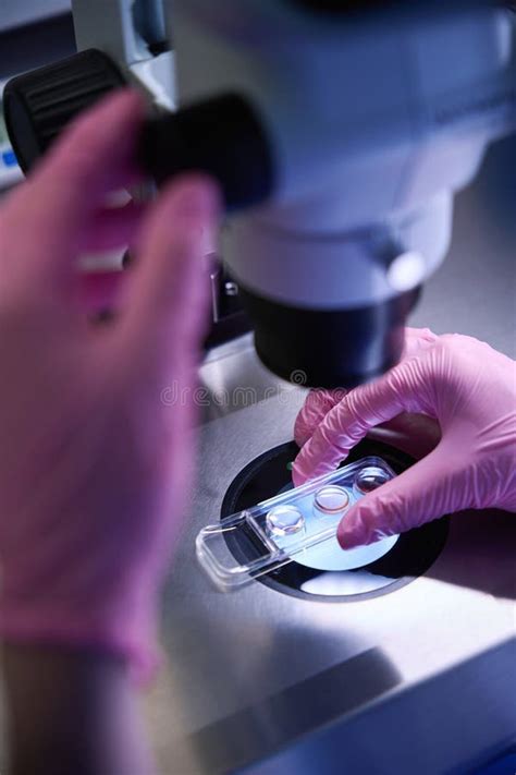 Doctor Placing A Sample Under A Microscope For Analysis Stock Image Image Of Health Genetics