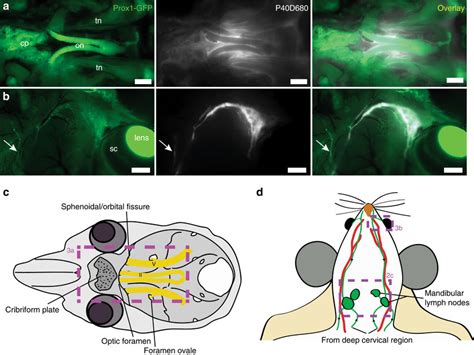 Perineural Csf Outflow Pathways To Mandibular Lymph Nodes A