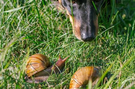 Gusano Pulmonar En Perros Síntomas Y Tratamiento 2024
