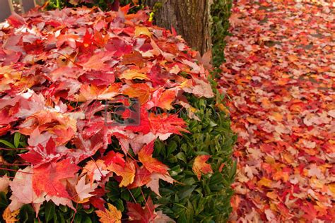 Fallen Maple Tree Leaves On Garden Shrubs By Jpldesigns Vectors