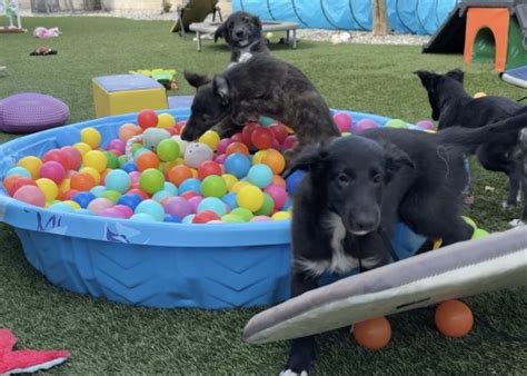 Ball Pit On Tumblr