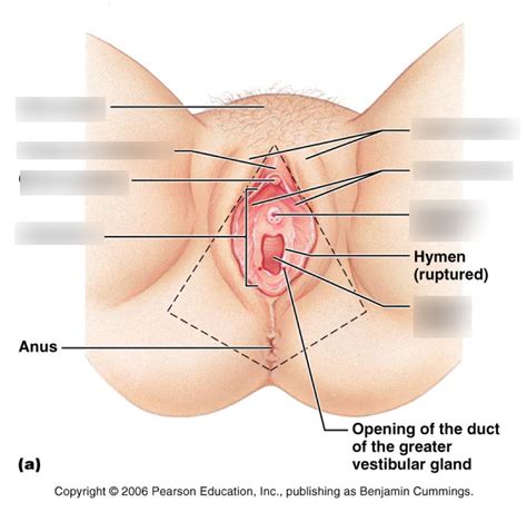 Lab 24 Diagram Quizlet