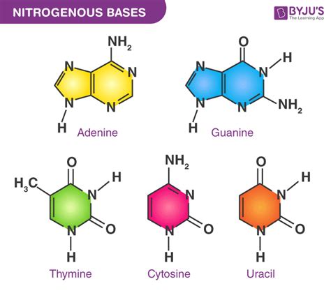 General Nucleotide Structure