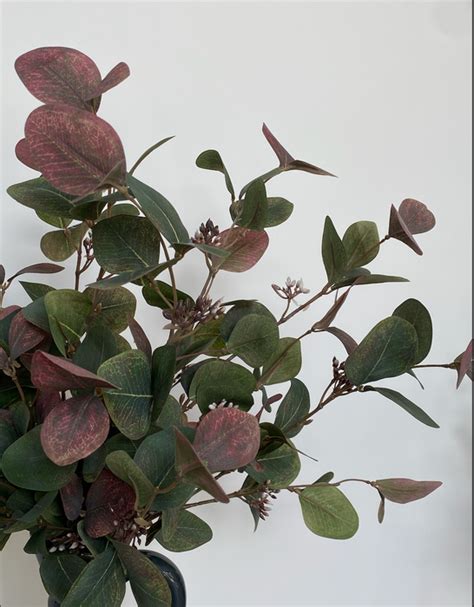 Variegated Eucalyptus — Collection Eleven