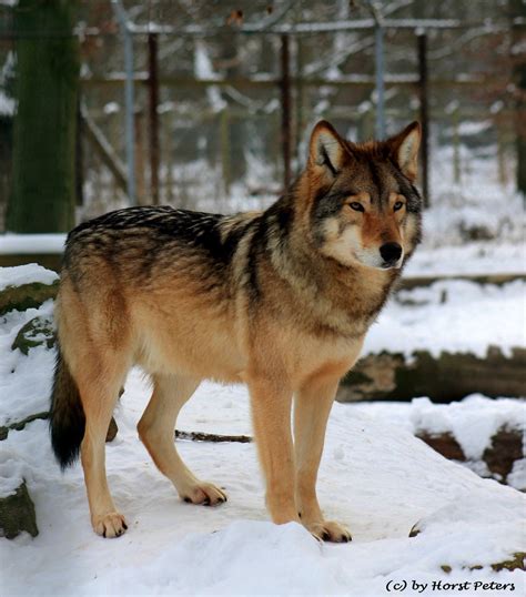 Proud Timberwolf Timber Wolf Wolf Dog Wolf Photos