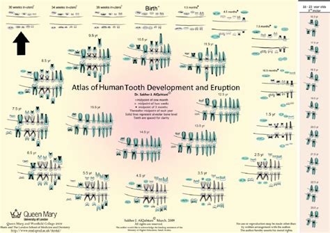 Tooth Development Chart Beyond Smile Dental