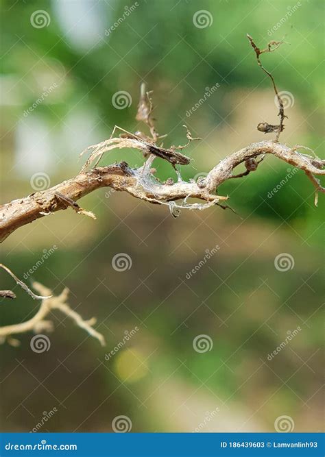 Fusarium Root Rot On Red Beans Stock Image Image Of Infection