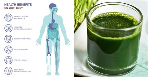 Wheatgrass Benefits 21 Reasons To Add More To Your Diet