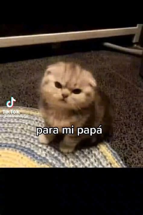 Pin De Fandedome Tú Chica Bb En Pines Creados Por Ti Chistes Tiernos
