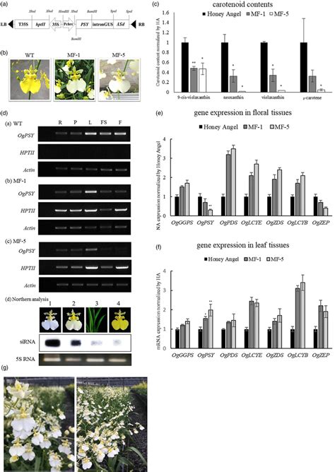 Rnai Construct Transformation Generation Of White Transgenic Oncidium