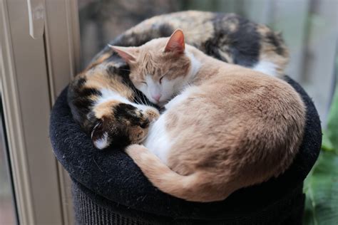 Cute Cuddle Rthecuddlepuddle