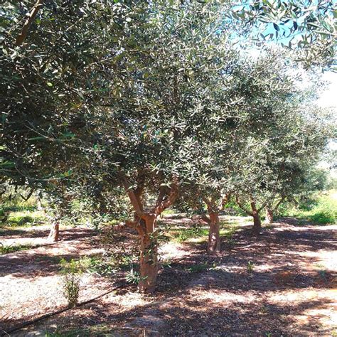 Large Olive Trees For Sale In California 530 524 8780