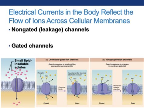 Chapter 11 Part 2 Exam 3 Flashcards Quizlet