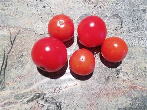 Томаты | Tomatoeden