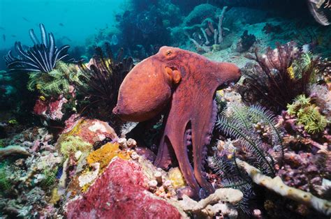 Meet The Master Of Camouflage The Day Octopus Magazine Articles WWF
