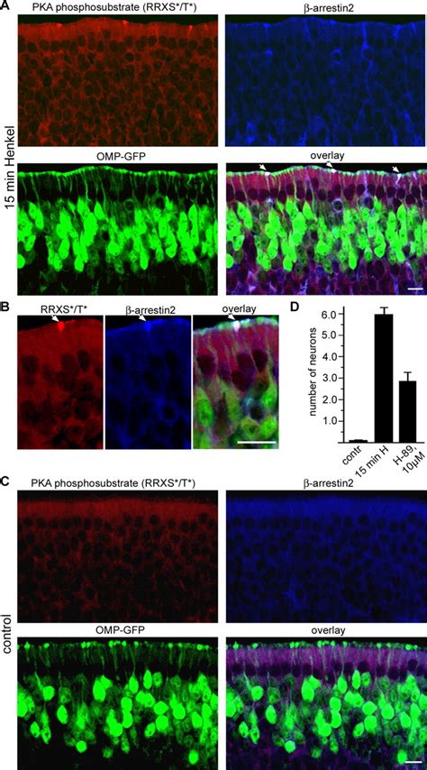 β Arrestin2 Mediated Internalization of Mammalian Odorant Receptors PMC