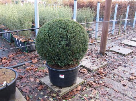 Get The Best Taxus Baccata Balls In Uk Readyhedge Ltd