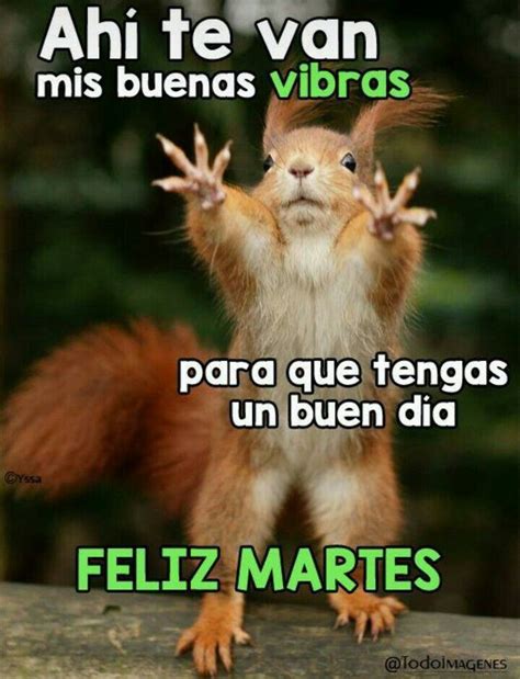 Funny Squirrel Meme Feliz Martes Meme Feliz Martes Chistoso Amigos
