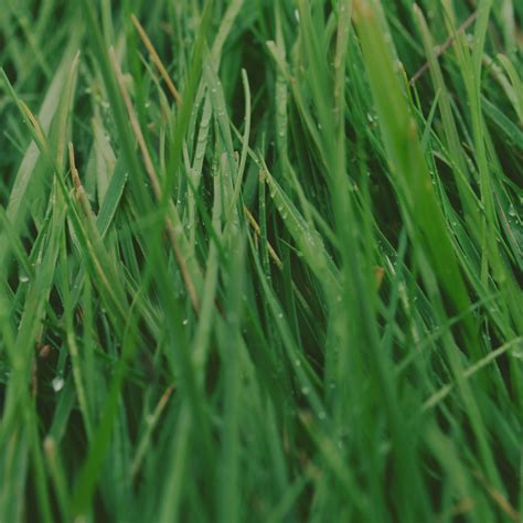 Fertilizer Program — Lawnscape Inc