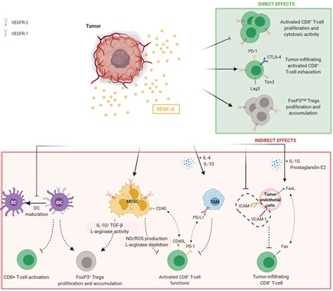 Vegf Physiological Effect