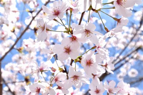 兵庫県の桜スポット開花情報もあるよ