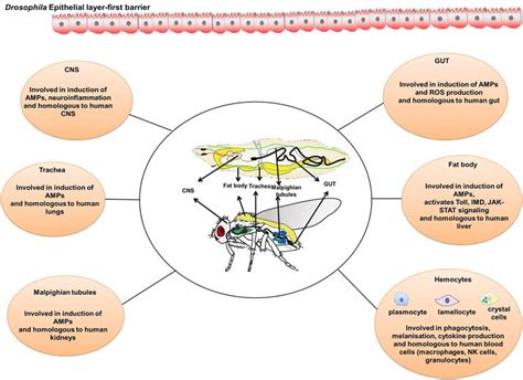 Immune Response Upon Infection Activation Of Innate Immune Signalling
