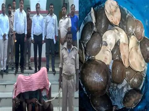Tortoise Smuggler Arrested From Deoghar Airport 39 Rare Turtles