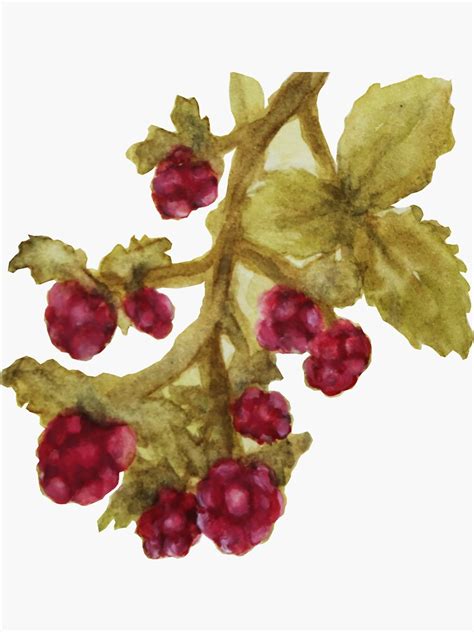 Raspberry Vine Sticker By Hopeemily Art Redbubble