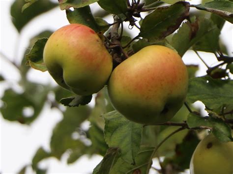 Winterapfel Riesenboiken Malus Riesenboiken Baumschule Horstmann